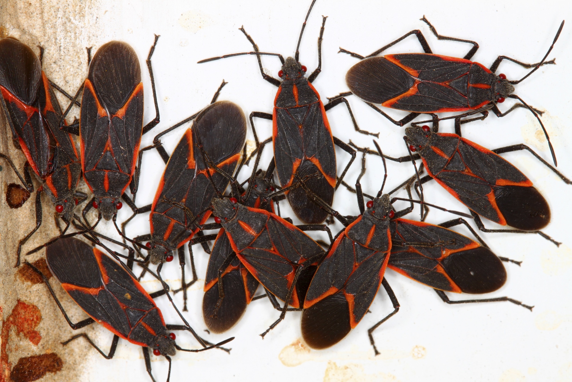 Boxelder Bugs in Boise, Idaho | How To Get Rid of Boxelder Bugs
