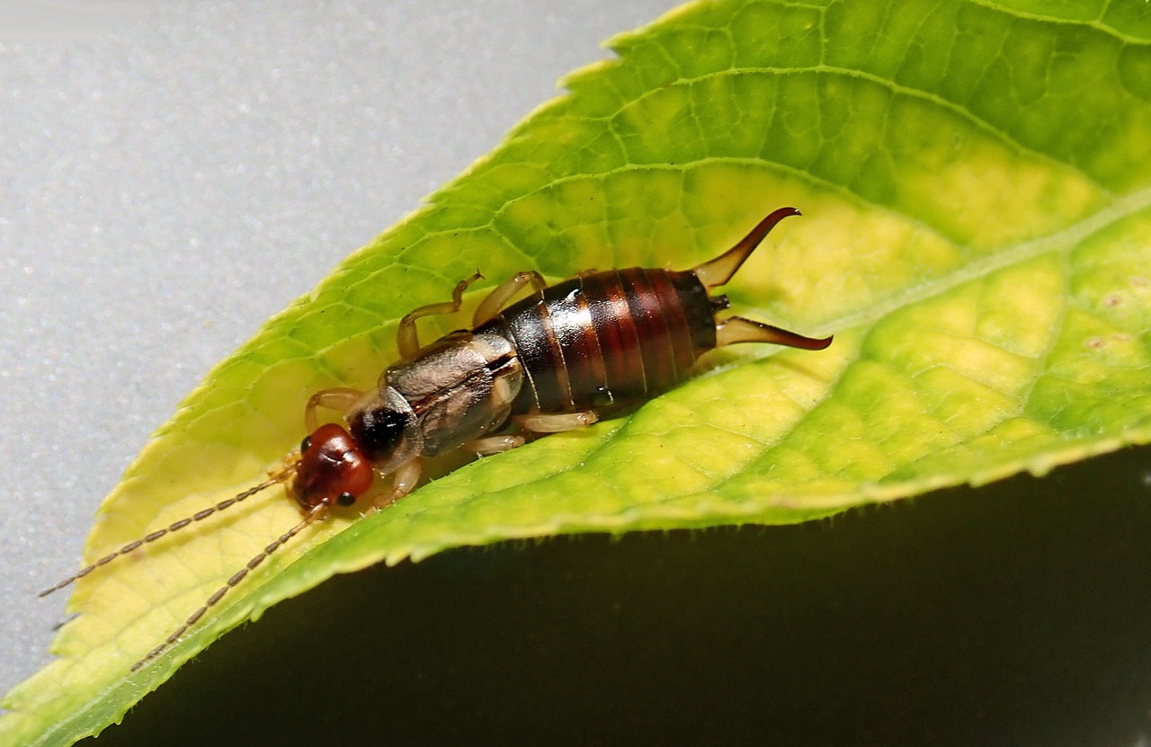 Earwig Identification | How To Get Rid of Earwigs In Boise